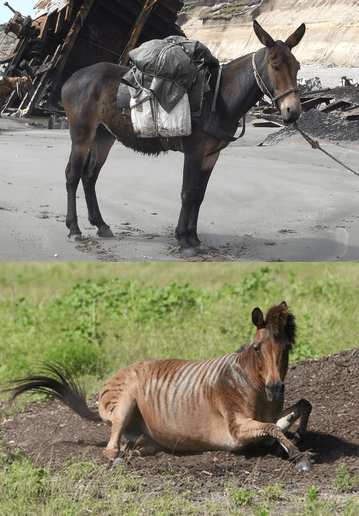 Comprendre les équidés pour mieux les dessiner - Dossier Animaux #3 ...